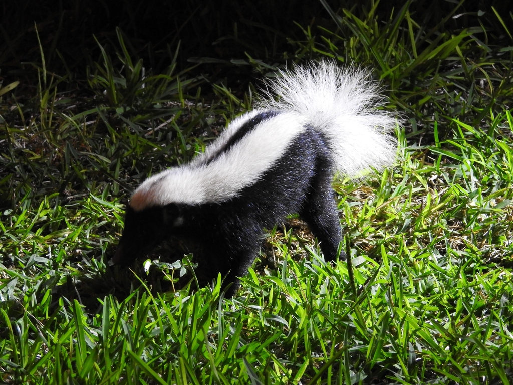 Striped Hog-nosed Skunk from 97309 Yuc., México on December 12, 2022 at ...