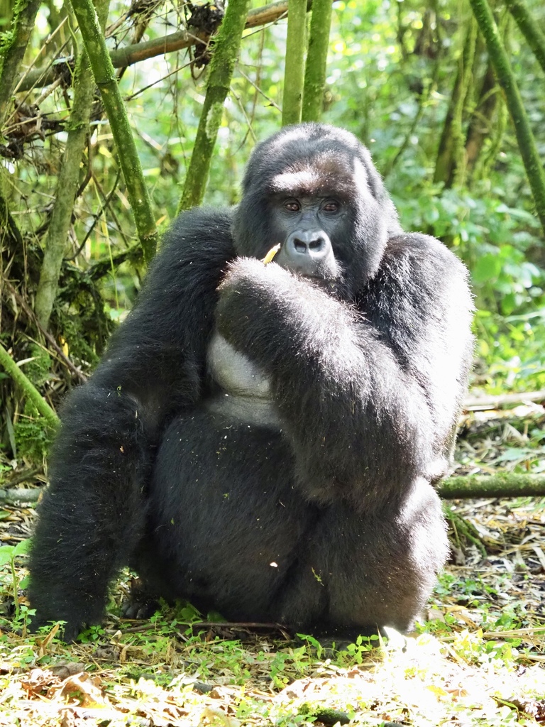 Mountain Gorilla in September 2018 by scott_phares · iNaturalist