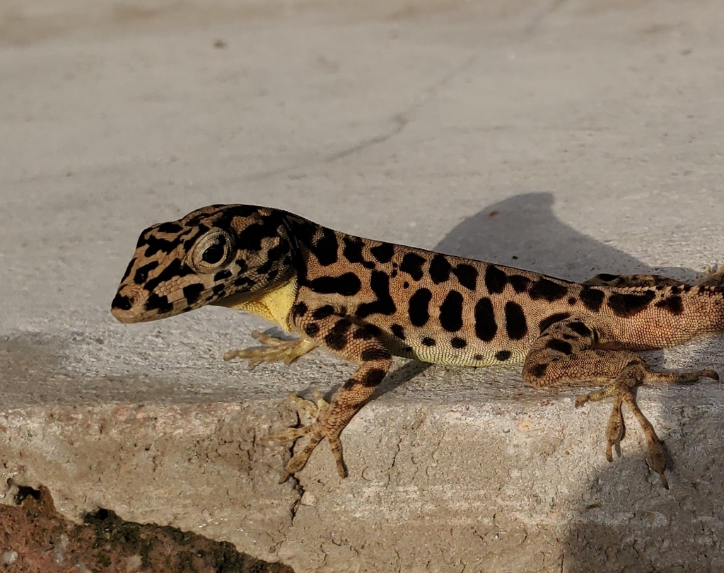 Saban Anole in December 2022 by Jake Mynier · iNaturalist