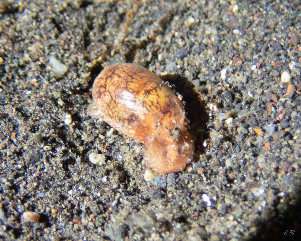 Diniatys dubius from Ghost Bay, Bali, Indonesia on November 12, 2022 at 07:01 PM by Emma Brown ...