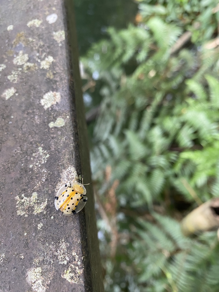 Asian Spotted Tortoise Beetle from 環湖公路, 魚池鄉, TW on December 12, 2022 ...