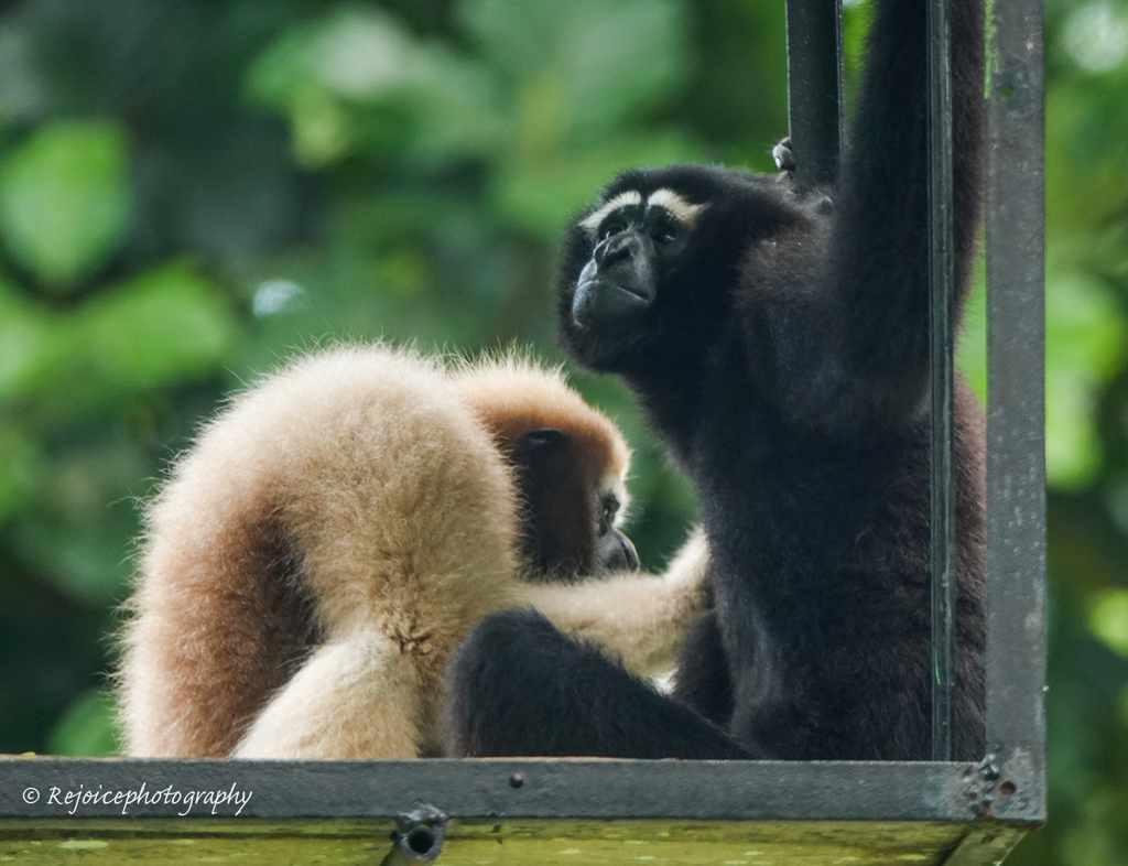 Gibbons (Hylobatidae) - Know Your Mammals