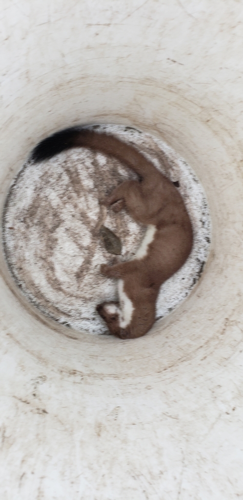 New York Long-tailed Weasel from Cold Spring, NY 10516, USA on December ...