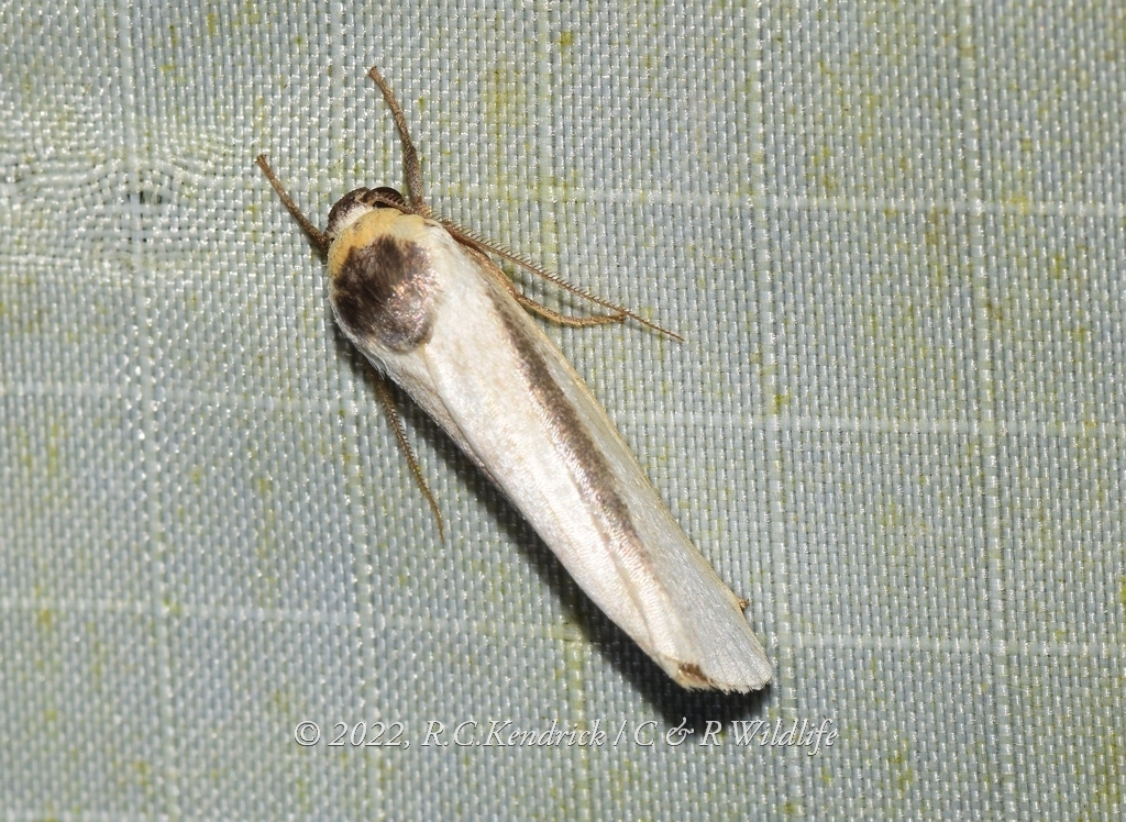 Paraona micans from Bukit Fraser, 49000 Bukit Fraser, Pahang, Malaysia ...