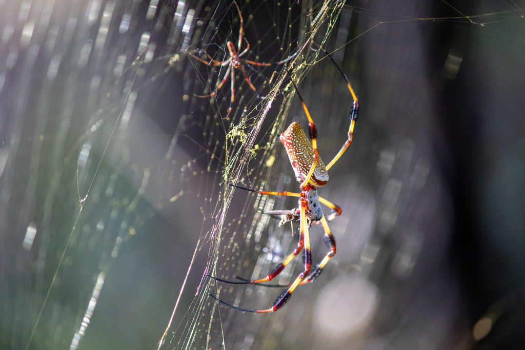 Golden Silk Spider from Silver Springs State Park, Silver Springs, FL ...