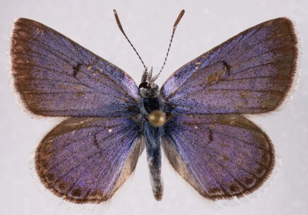 Shasta Blue (Dinosaur National Monument Butterfly Guide 🦋) · iNaturalist