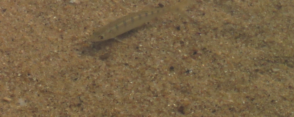 Opsarius barna from Kenduli, West Bengal, India on December 10, 2022 at ...