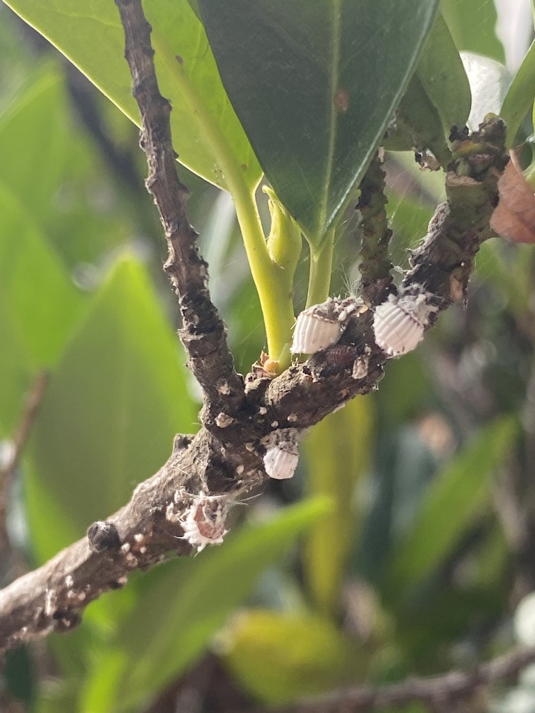 Cottony cushion scale from CVA Cardiovascular Associates, Birmingham ...