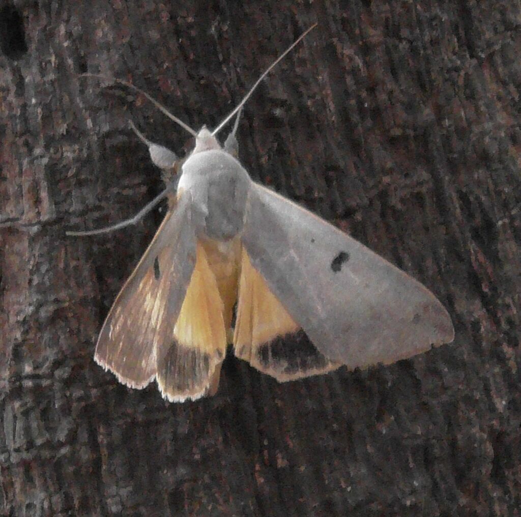 Guava Moth from Watsonville QLD 4887, Australia on December 12, 2022 at ...
