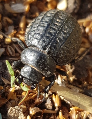 Pimelia rugosa · iNaturalist