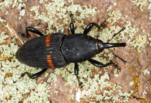Mexican Bromeliad Weevil (Metamasius callizona)