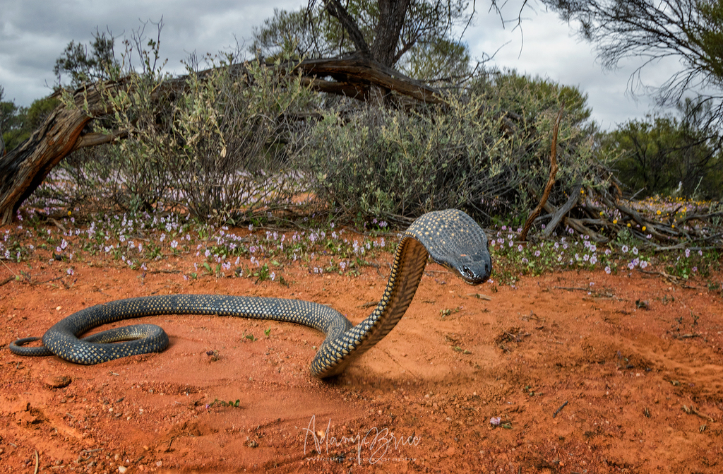 Spotted Mulga Snake (Pseudechis butleri) - Snakes and Lizards