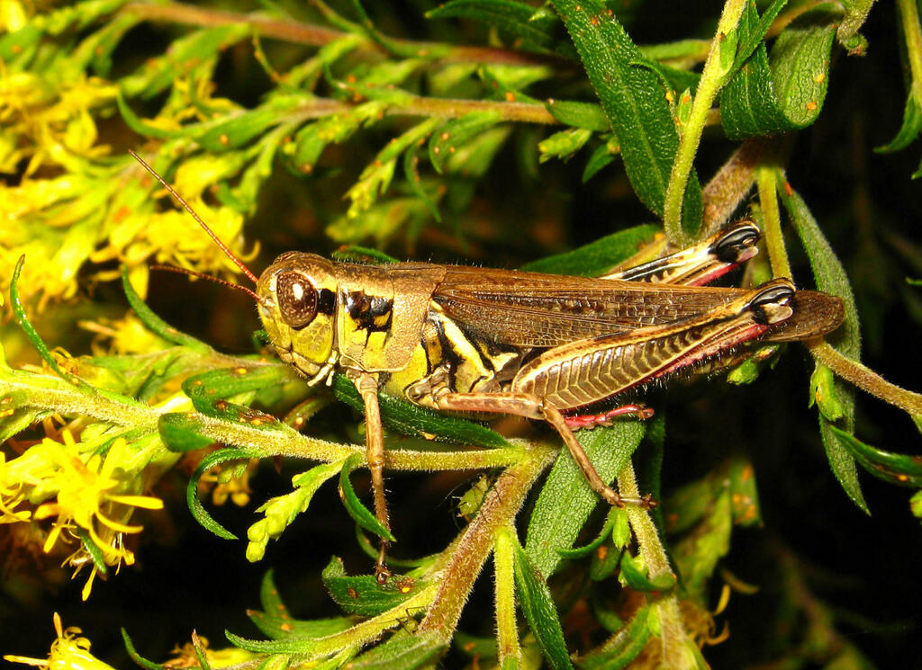 Red-legged Grasshopper in September 2011 by Chris Rorabaugh. BugGuide ...