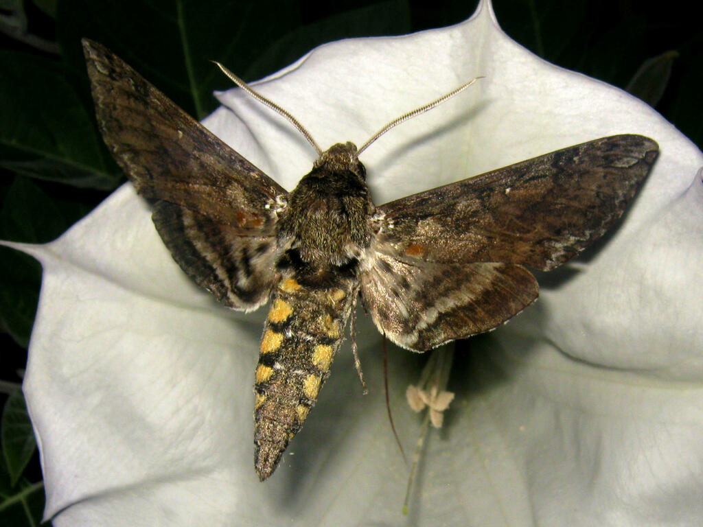 Carolina Sphinx in August 2013 by Chris Rorabaugh. BugGuide entry ...