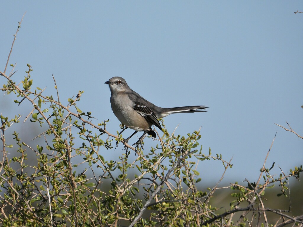 Northern Mockingbird from San Luis Río Colorado, Son., México on ...