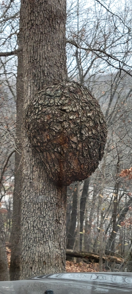 bacterial crown gall from Manchester, MO 63088, USA on December 12 ...