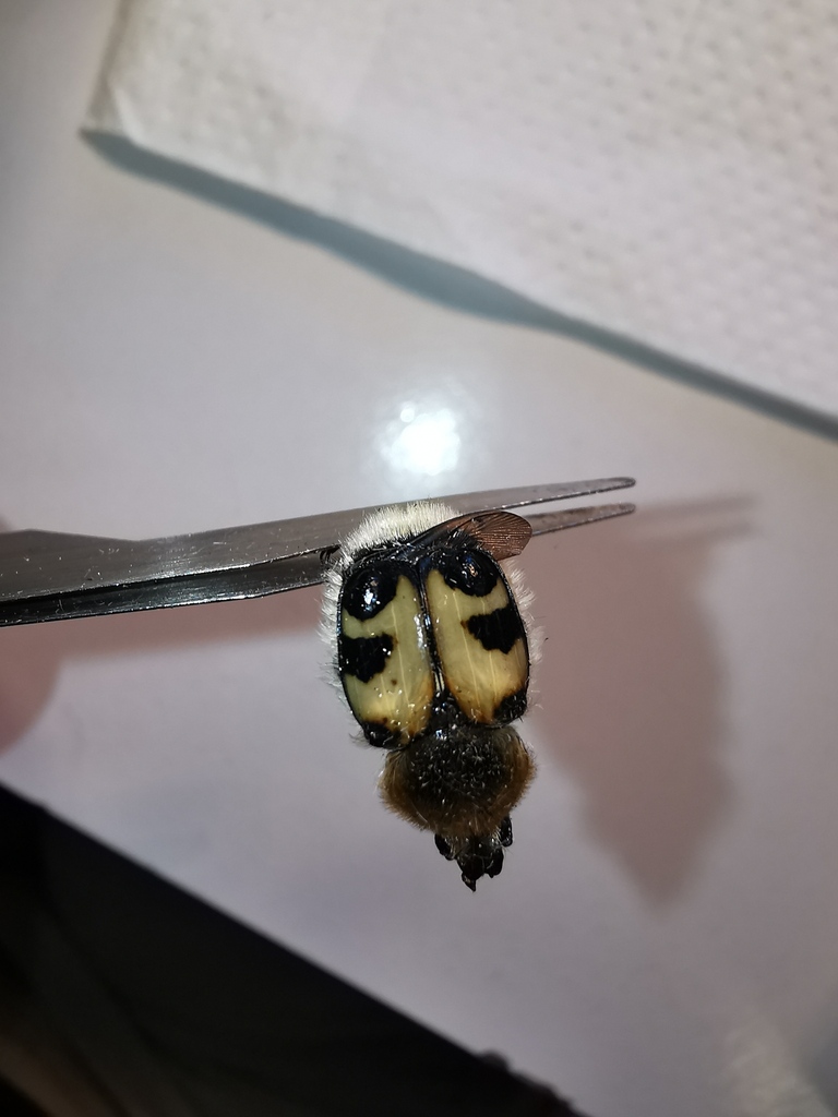 Bee Beetles from 94556 St. Oswald, Deutschland on June 21, 2022 at 11: ...
