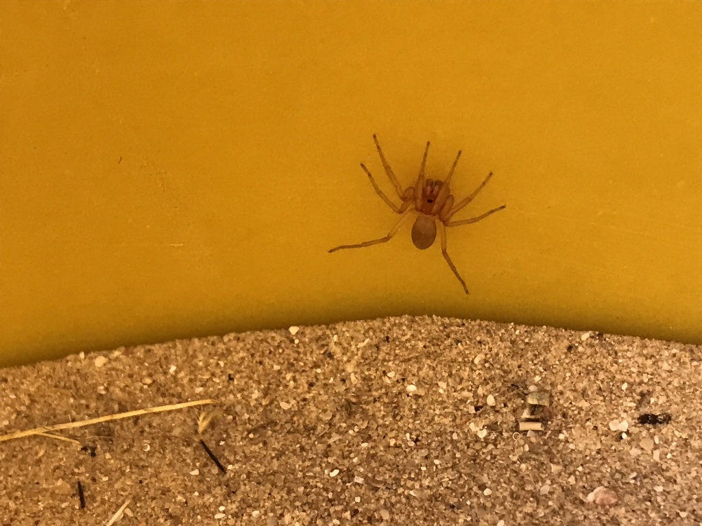 Orthonops from Puerto Peñasco, SON, MX on December 12, 2022 at 10:48 AM ...