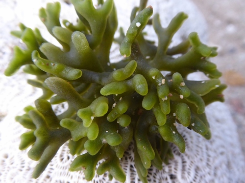Codium intricatum · iNaturalist
