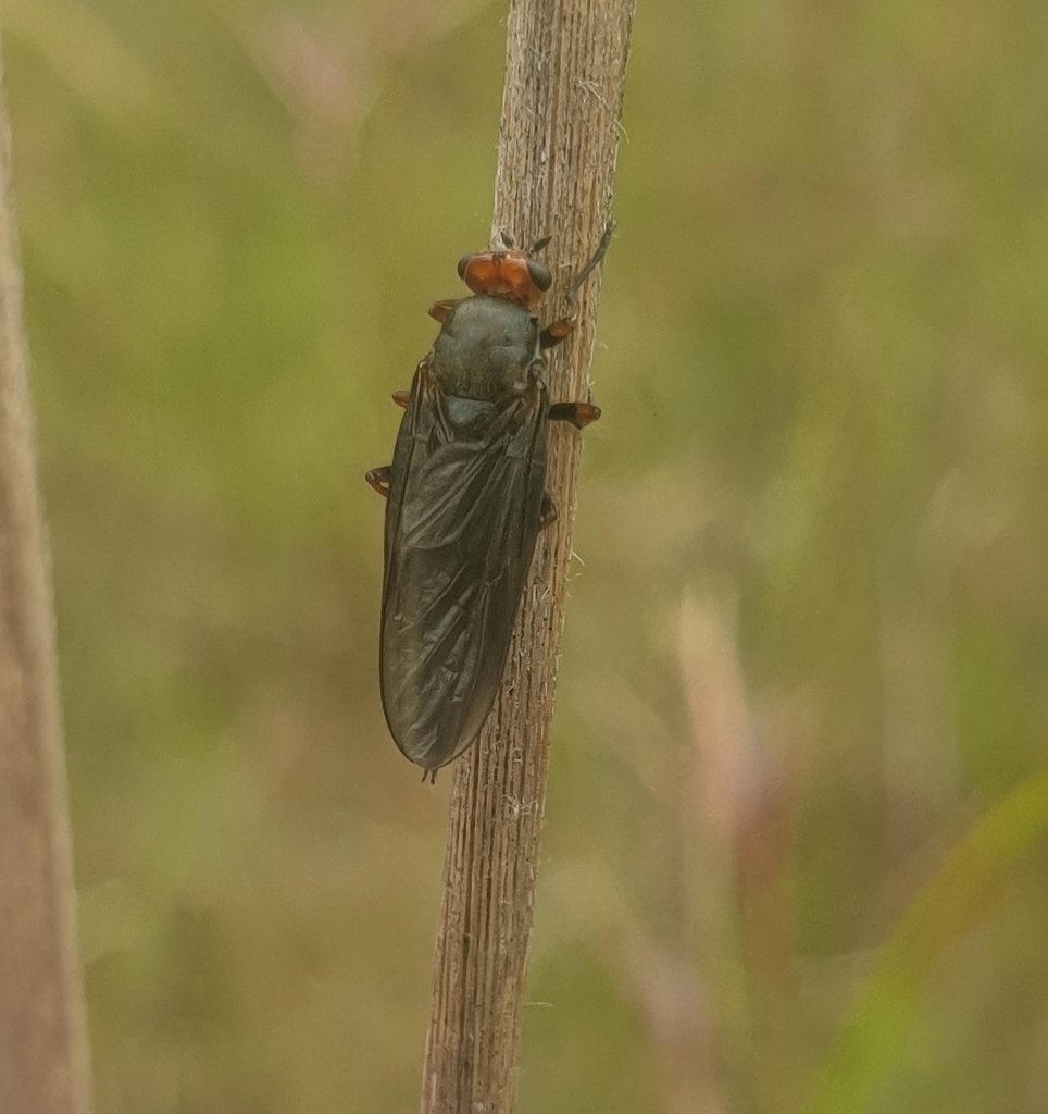 Inopus from Macleod VIC 3085, Australia on December 13, 2022 at 11:32 ...
