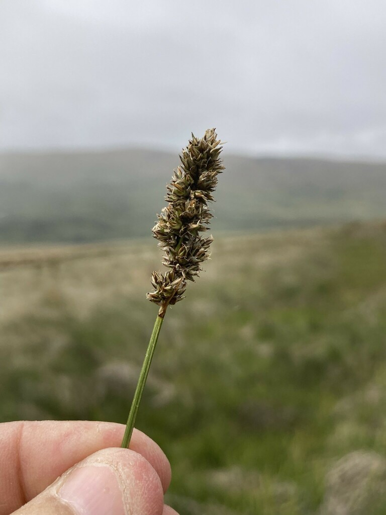 lesser tussock sedge from Lower Nevis, New Zealand on December 6, 2022 ...