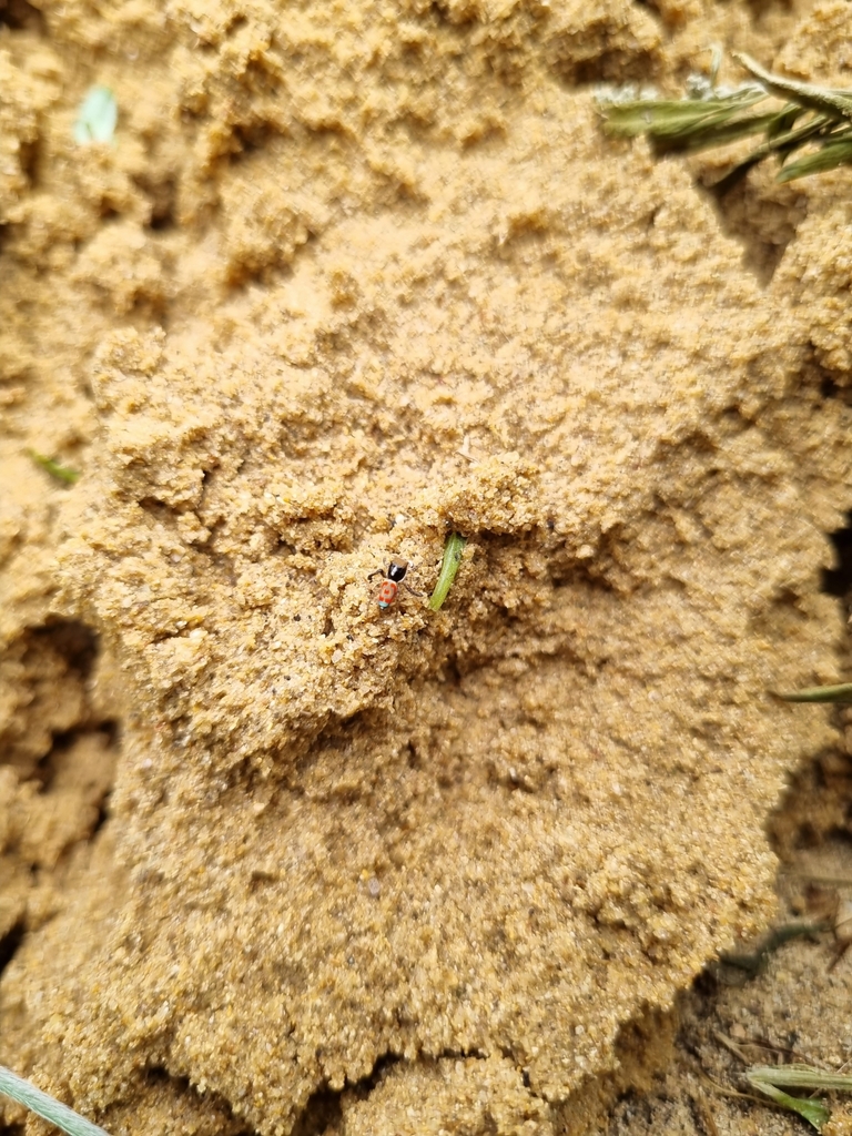 Common Peacock Spider from Fingal VIC 3939, Australia on December 13 ...