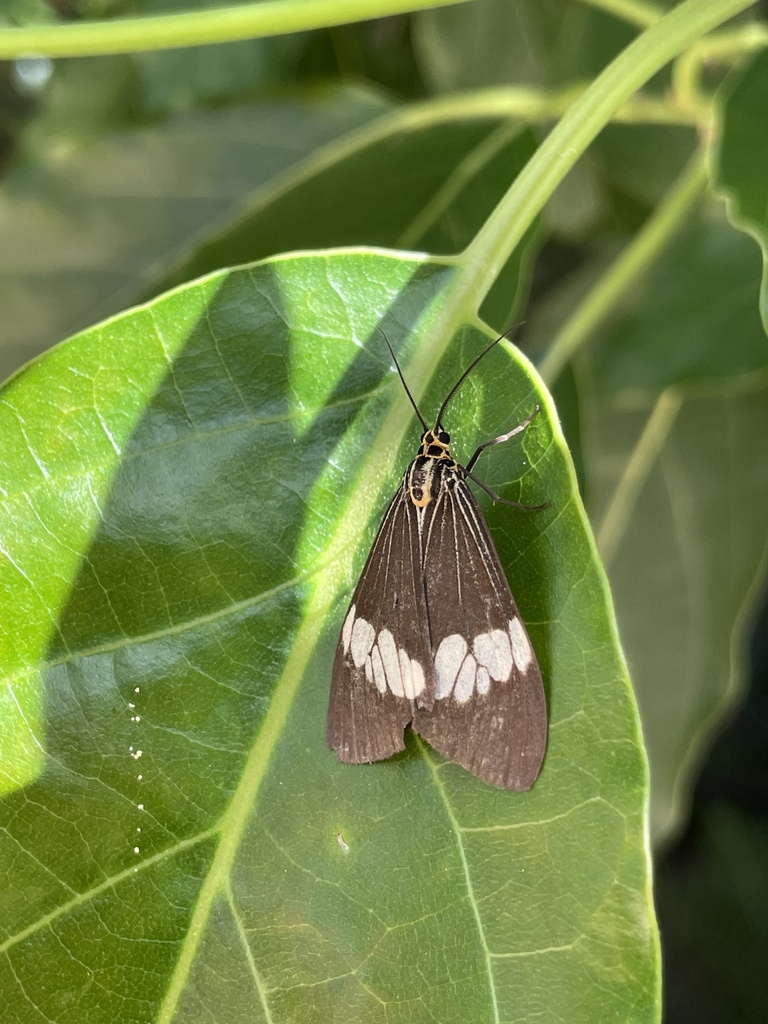 Asian Magpie Moth from Western Ave, Montville, QLD, AU on December 13 ...