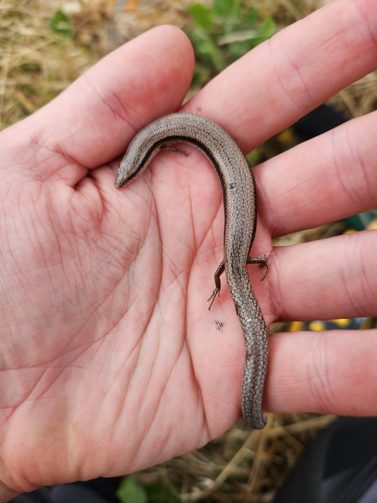South-eastern Slider from Willoughby SA 5222, Australia on December 13 ...