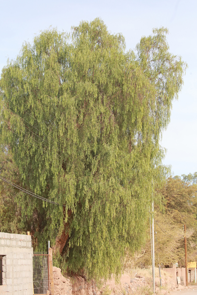 Peruvian Pepper Tree from San Pedro de Atacama, Antofagasta, Chile on ...