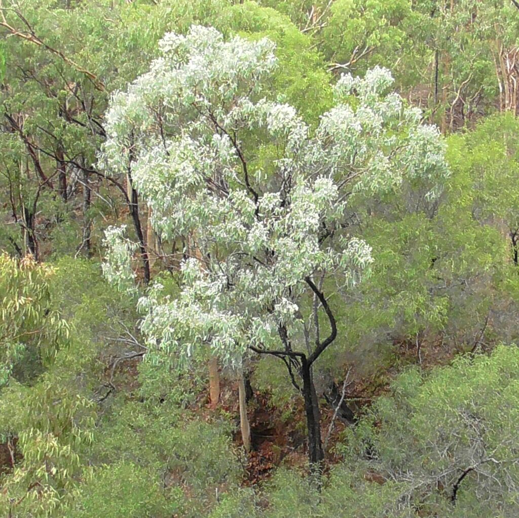 Herberton ironbark from Watsonville QLD 4887, Australia on December 13 ...