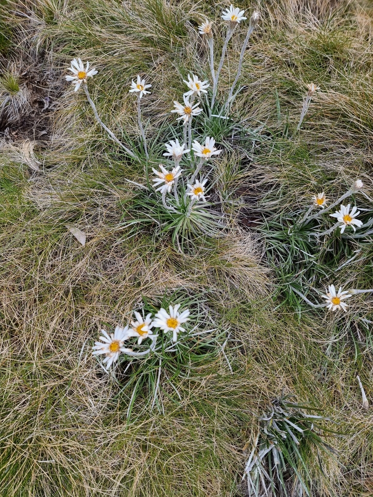 Slender Snow-daisy from Nelse VIC 3699, Australia on December 13, 2022 ...