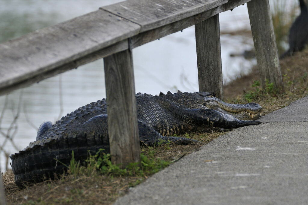 American Alligator from Miami-Dade County, Florida, USA on January 30 ...