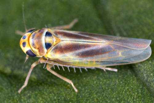 Arboridia pusilla · iNaturalist