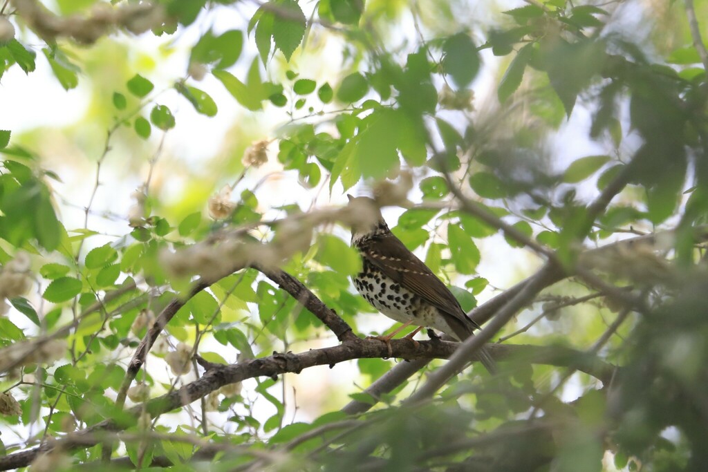 Chinese Thrush from 清华大学 on April 23, 2022 at 10:57 AM by 寒月米狼 ...