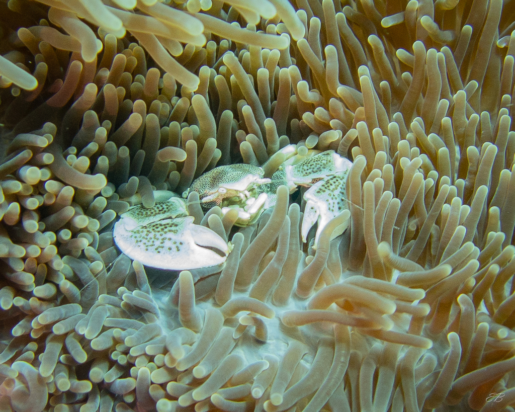 Anemone Porcelain Crab from Siaba Kecil Dive Site, Komodo Island ...