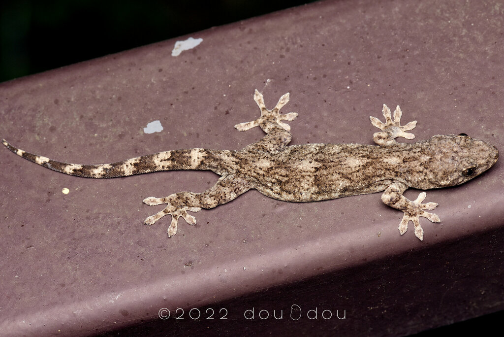 Peking Gecko in September 2021 by 豆豆 · iNaturalist