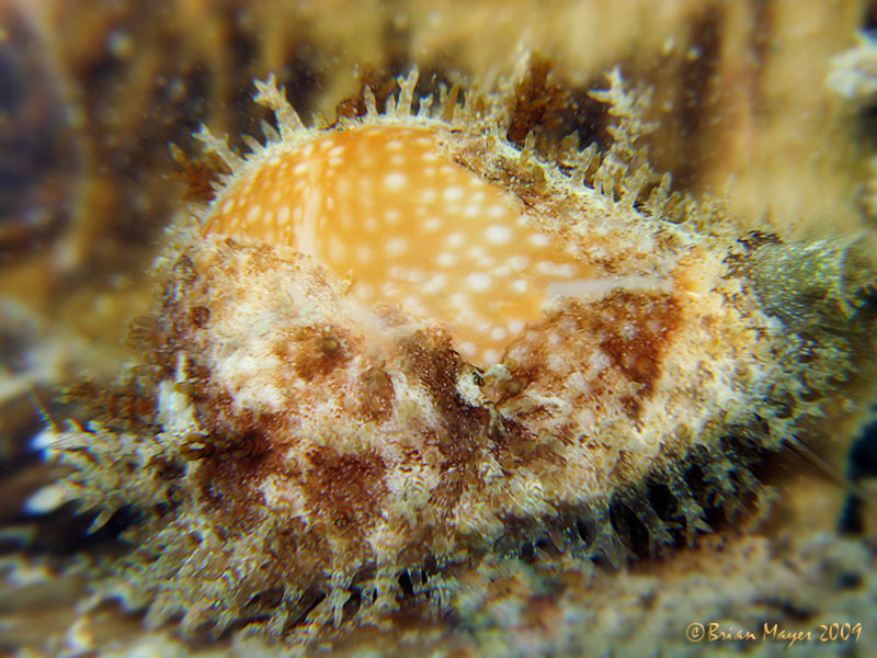 Naria miliaris from Kampung Pasir Petani, Terengganu, Malaysia on April ...