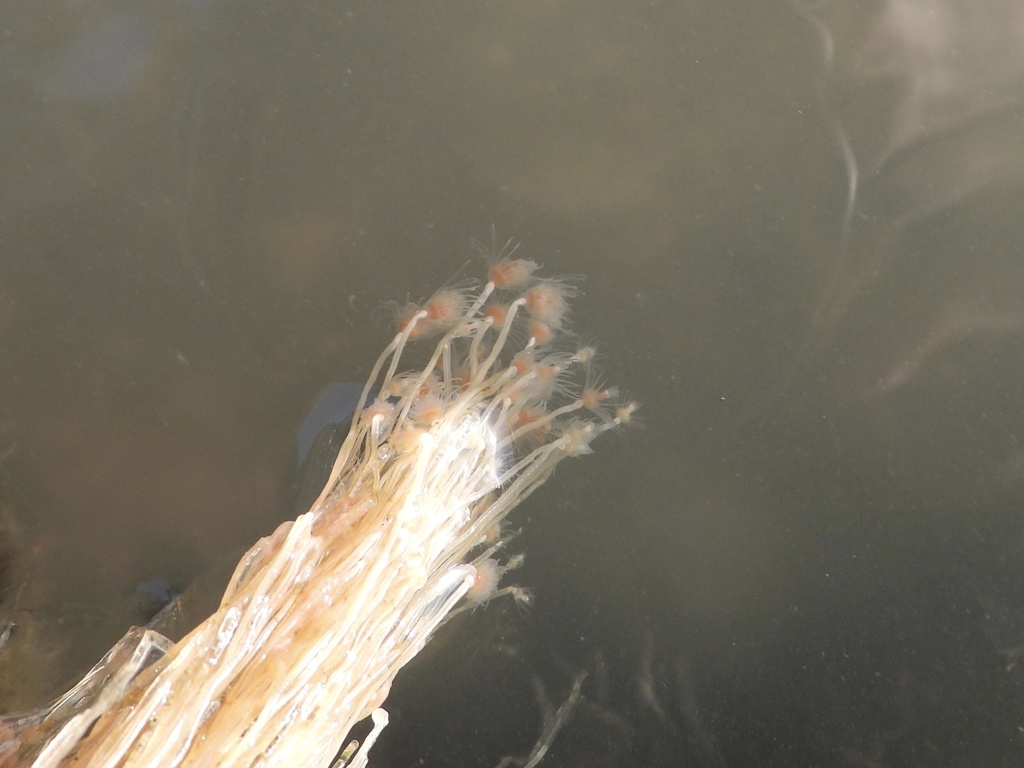tubular hydroid from Folly Beach County Park, Folly Beach, SC, US on ...