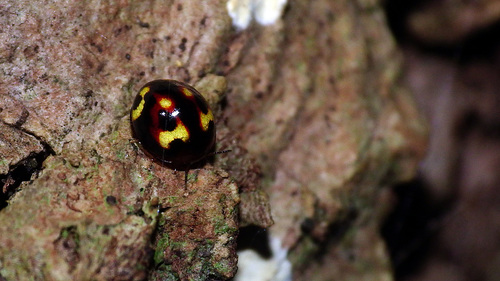 Derispia maculipennis · iNaturalist