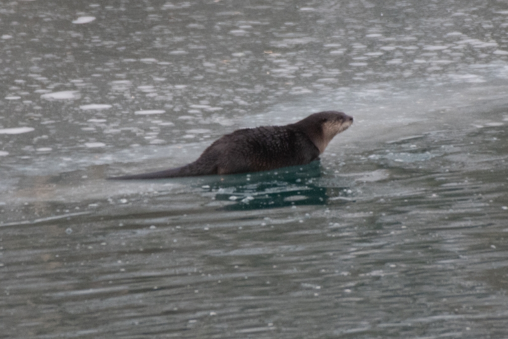 North American River Otter in December 2022 by Bill Tollefson. 2 on the ...