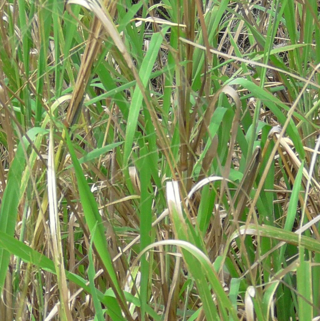 Guinea Grass From Watsonville Qld 4887 Australia On December 13 2022 At 0240 Pm By Steve