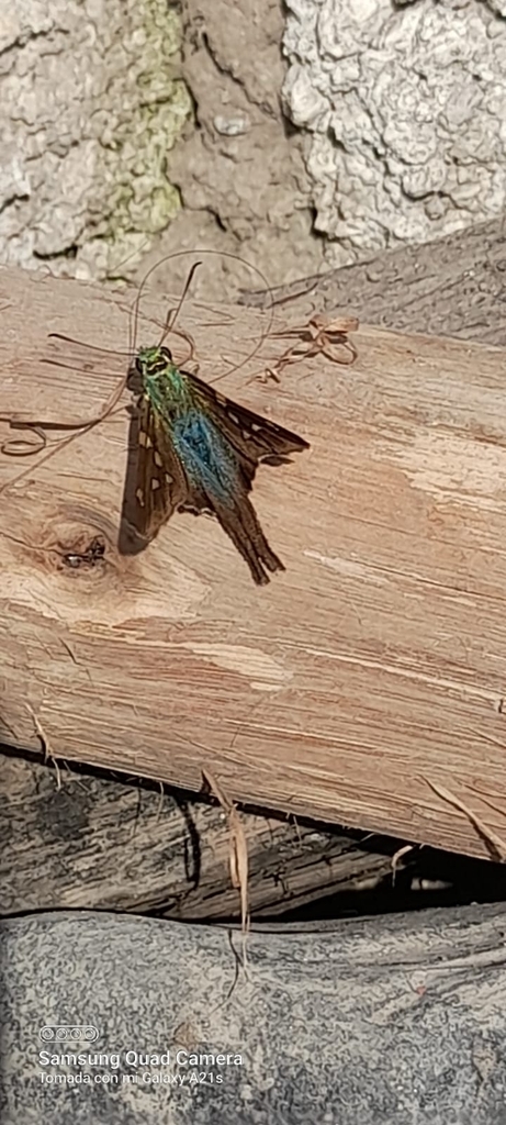Long-tailed Skipper from RMHF+45F, Quito, Ecuador on December 13, 2022 ...