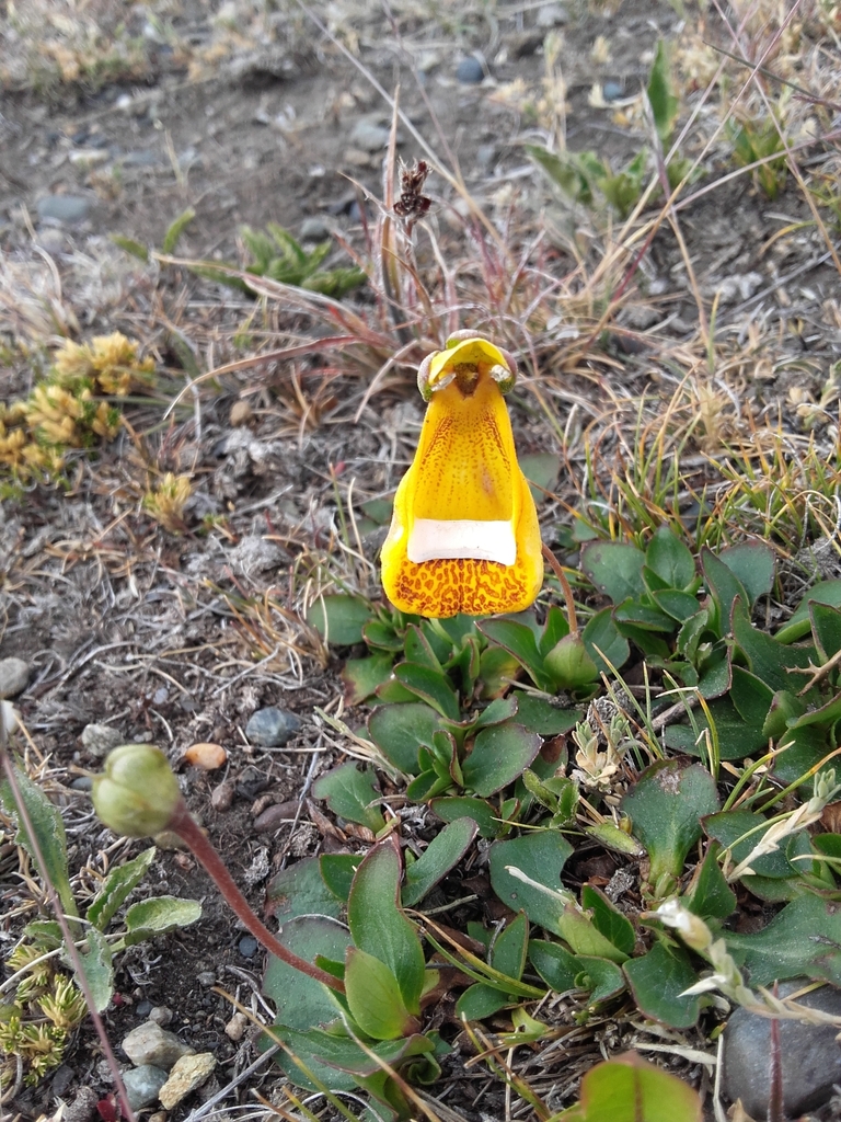 Darwin's Slipper from Ea. Cullen on December 9, 2022 at 09:53 AM by ...