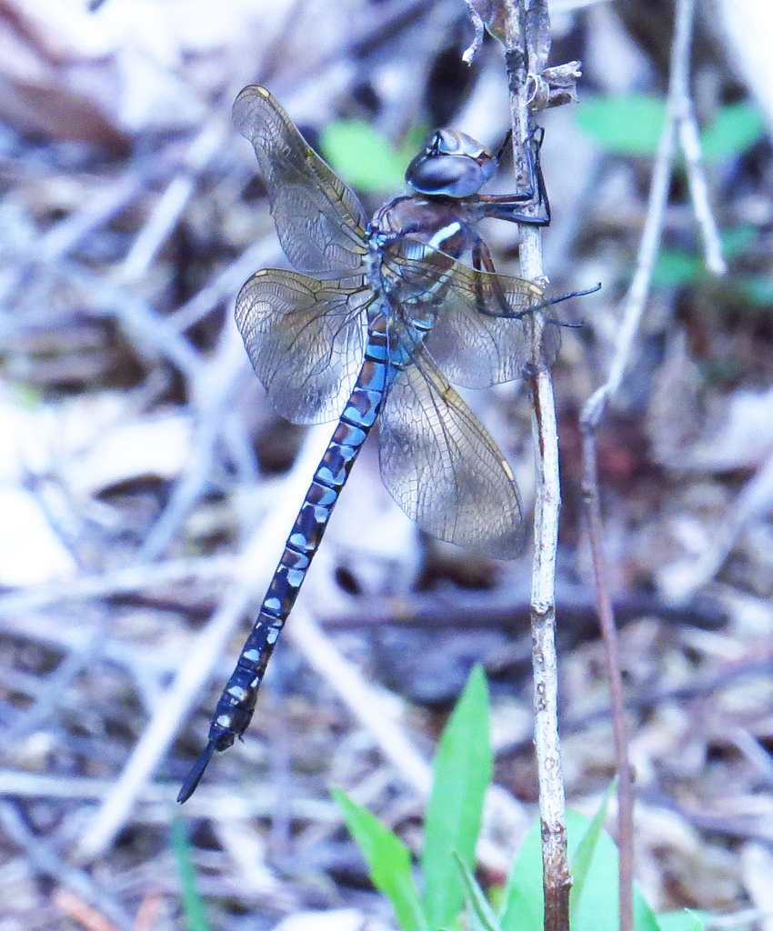 Spatterdock Darner in May 2016 by Allen Barlow · iNaturalist