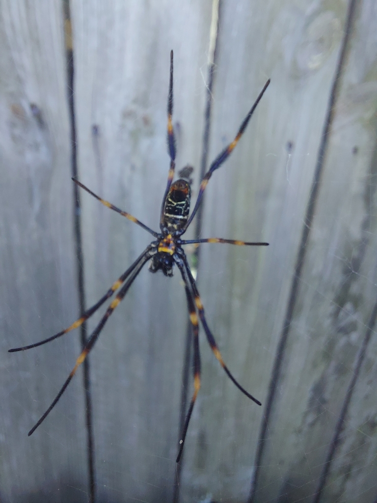 Tiger Spider in December 2022 by Donovan Lawrence · iNaturalist