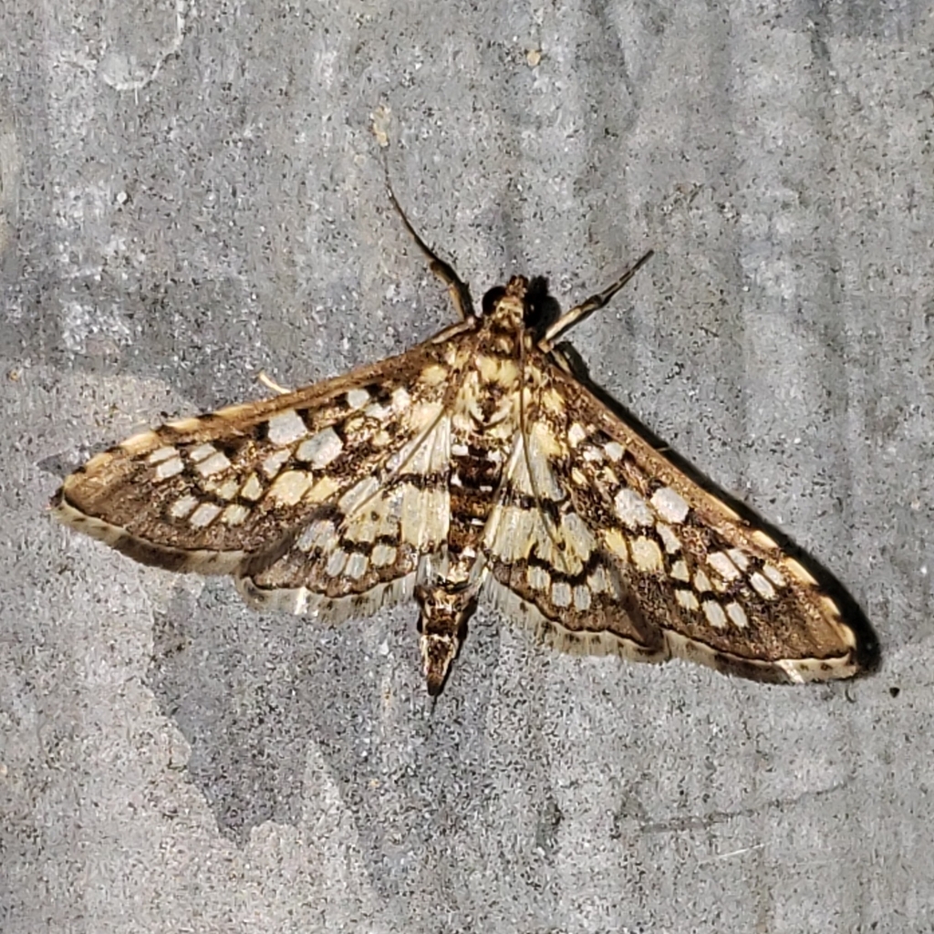 Stained-glass Moth from Smithville, TX 78957, USA on 13 December, 2022 ...
