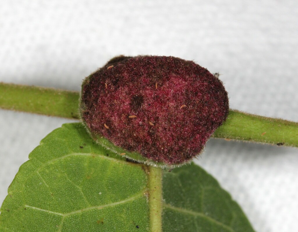 Black Walnut Petiole Gall Mite from Kent County, MD, USA on July 10 ...
