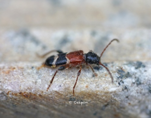 Phymatodes savioi · iNaturalist United Kingdom