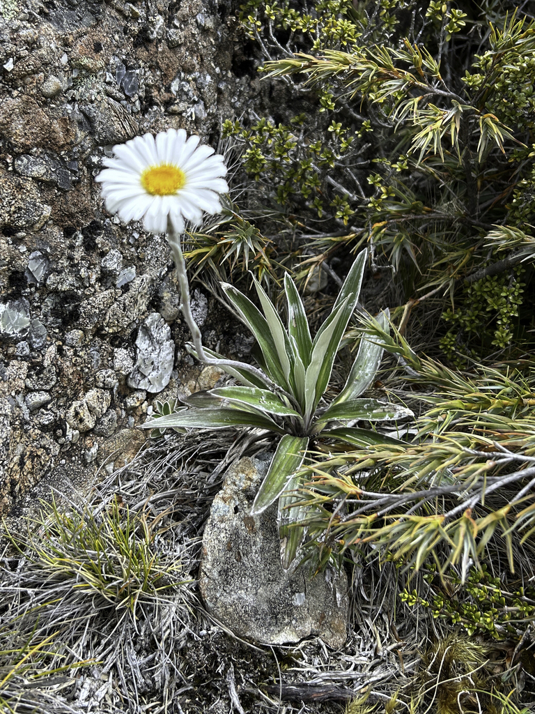 Mountain Daisy from Tasman District, Tasman, New Zealand on December 12 ...