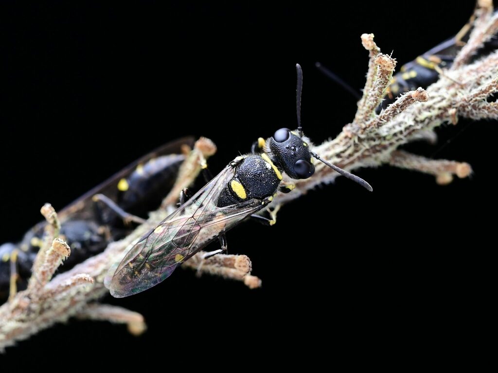 Beewolves from 中国云南省西双版纳傣族自治州勐腊县 on December 9, 2022 at 10:54 PM by ...